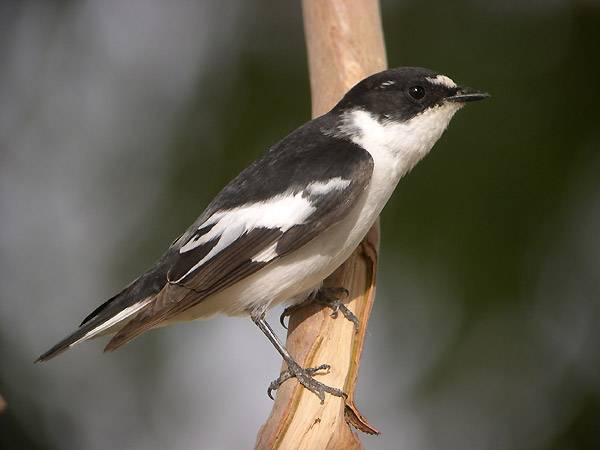 OSME Region List ORL