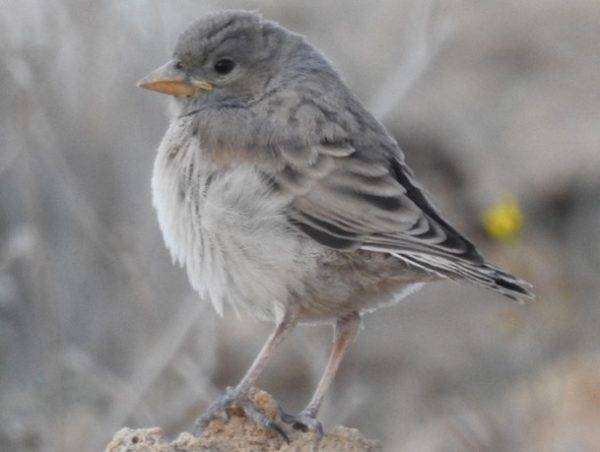 Afghanistan, Birding, and Conflict – the ABCs of Conservation in a ...