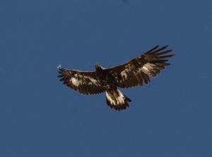 Afghanistan, Birding, and Conflict – the ABCs of Conservation in a ...