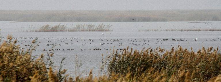 Iraq and Iran’s Hawizeh Marshes: threats and opportunities ...