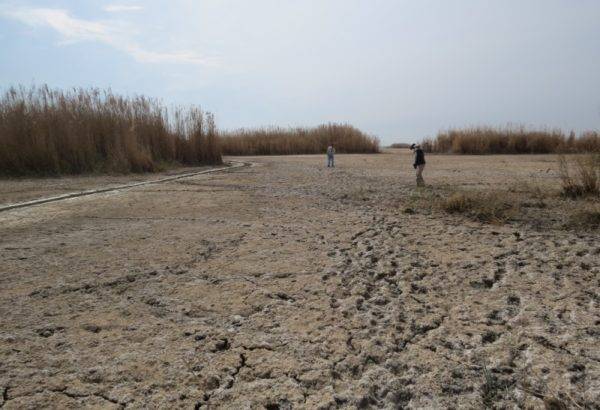 Iraq and Iran’s Hawizeh Marshes: threats and opportunities ...