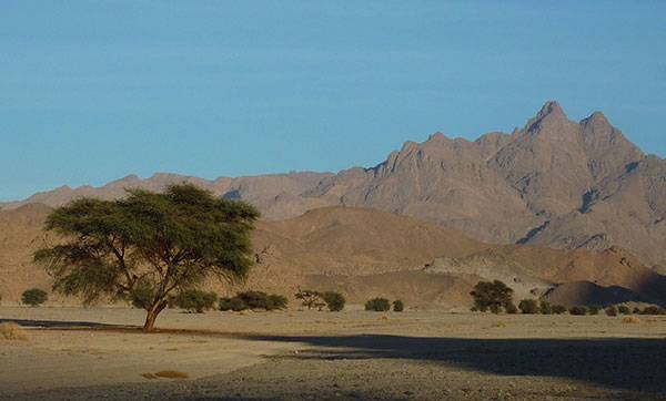 Oiseaux de Libye/Birds of Libya