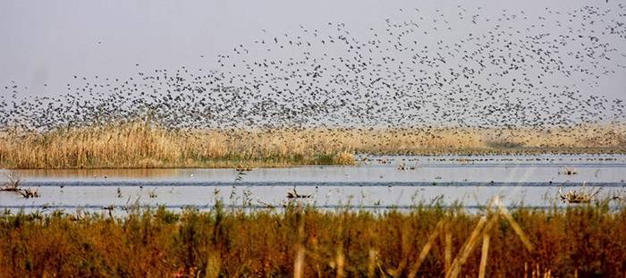 Key Biodiversity Areas of Iraq