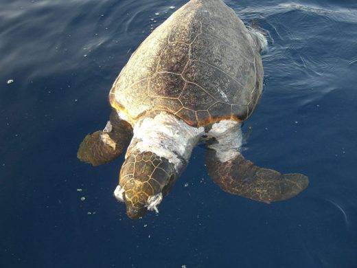 Tracking loggerhead turtles to their death in the Eastern Mediterranean ...
