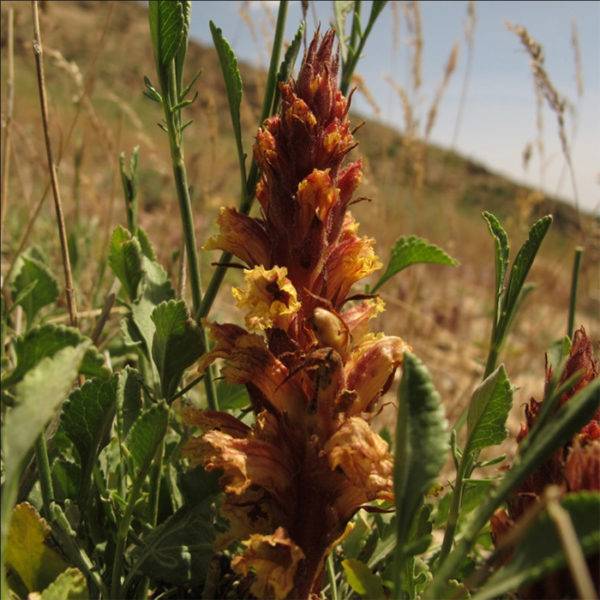 Darwin project puts Iraq’s wildlife on the map – Ornithological Society ...