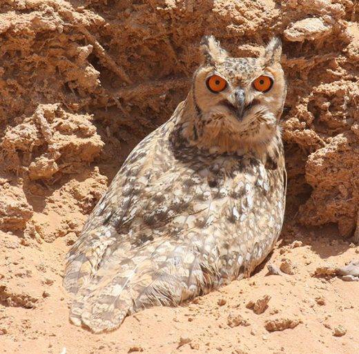 Oiseaux de Libye/Birds of Libya – Ornithological Society Of The Middle ...