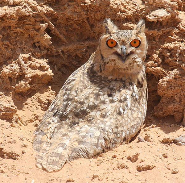 Oiseaux de Libye/Birds of Libya