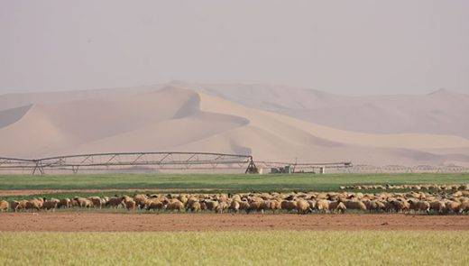 Oiseaux de Libye/Birds of Libya – Ornithological Society Of The Middle ...