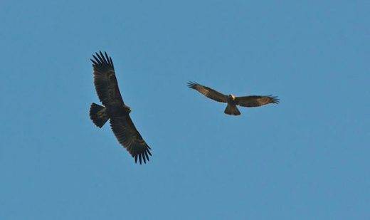 Volunteer for the Batumi Raptor Count 2014