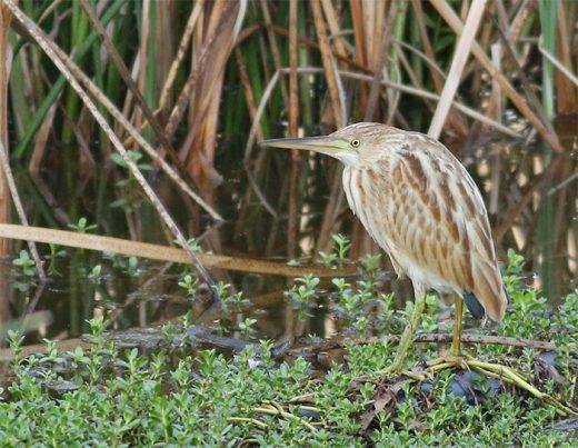 Birding in Oman