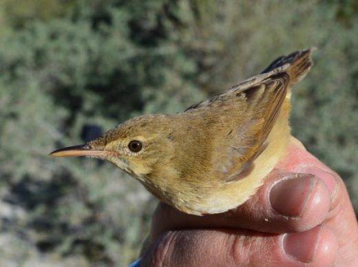 AFGHANISTAN Large-billed Reed Warblers discovered breeding ...