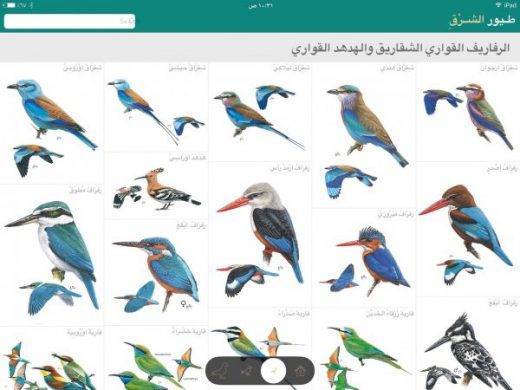 The Production of the Free App for the Birds of the Middle East Arabic ...