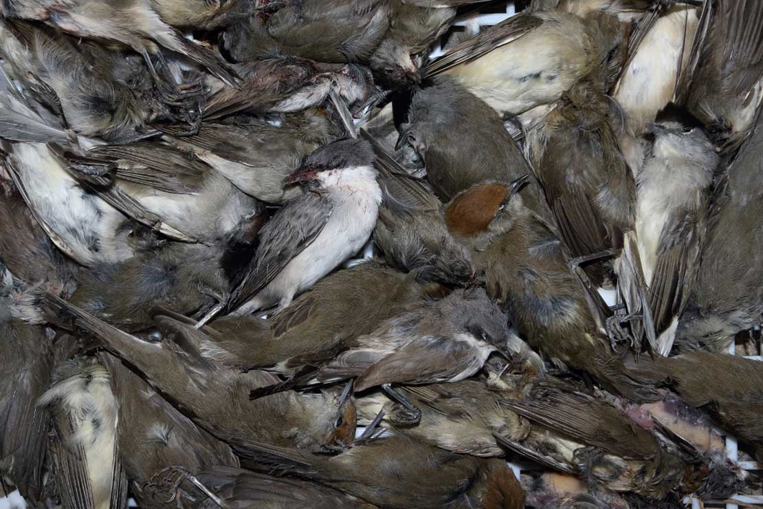 Bird trapping in Cyprus – an update