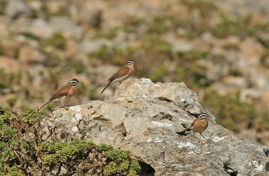 Checklist of the Birds of the Socotra Archipelago