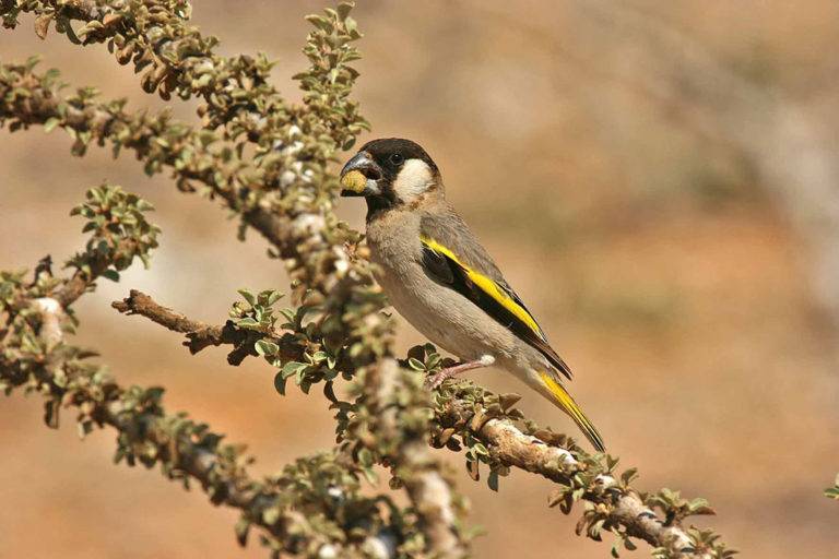 Checklist of the Birds of the Socotra Archipelago – Ornithological ...