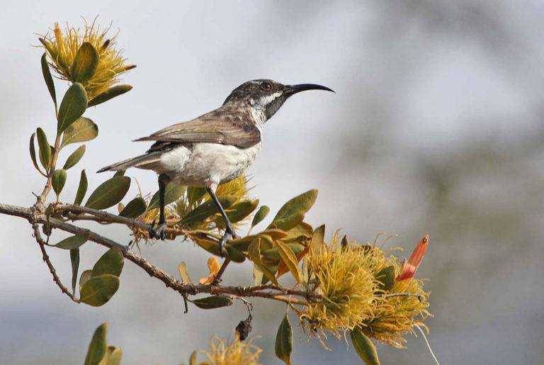 Checklist of the Birds of the Socotra Archipelago – Ornithological ...