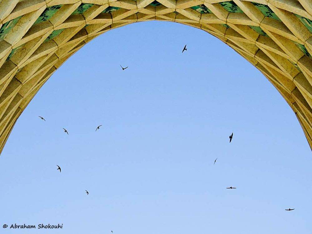 Common Swifts in Iran – a Conservation Project