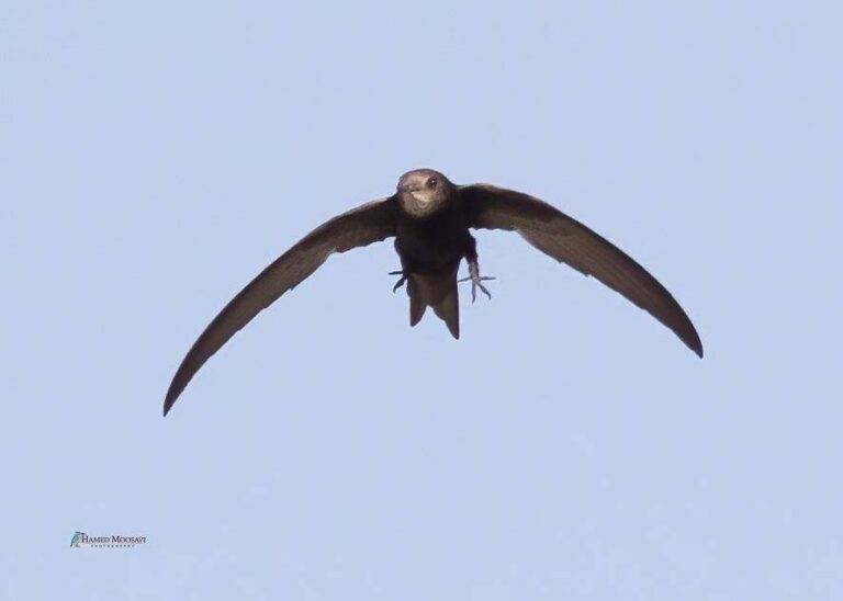 Common Swifts in Iran – a Conservation Project