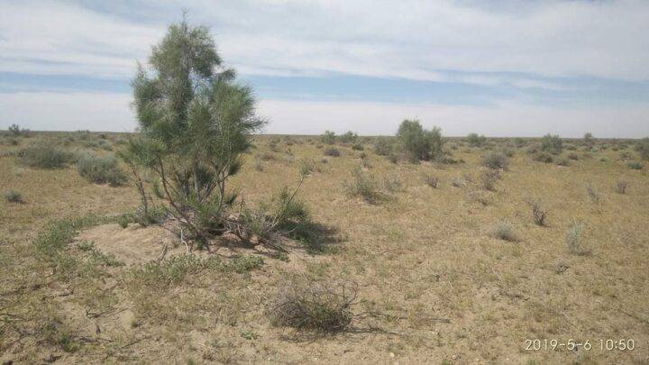 The Turkestan Ground-jay in Uzbekistan – Ornithological Society Of The ...