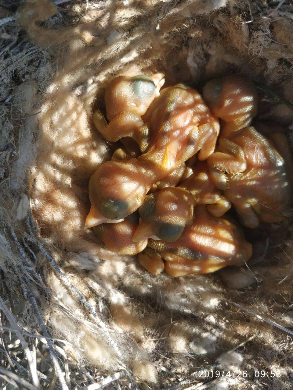 The Turkestan Ground-jay in Uzbekistan – Ornithological Society Of The ...