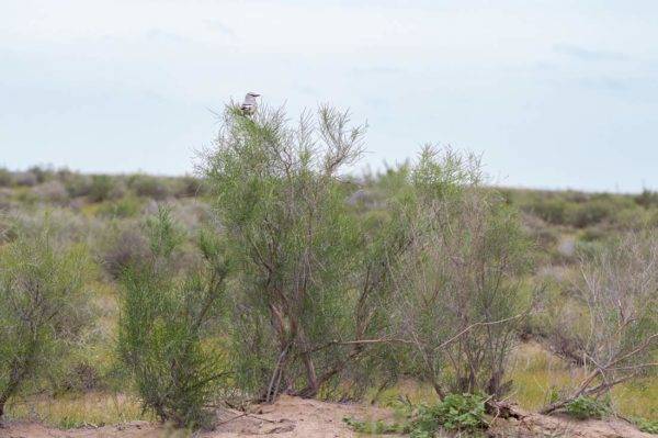 The Turkestan Ground-jay in Uzbekistan – Ornithological Society Of The ...