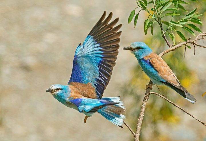 Helping European Rollers in Northern Cyprus – Ornithological Society Of ...