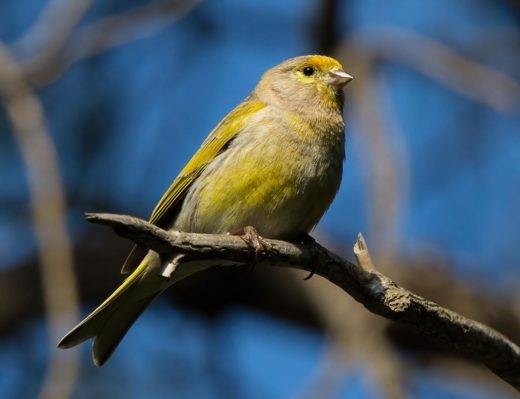Syrian Serin supported by the Trevor Poyser Species Conservation Fund