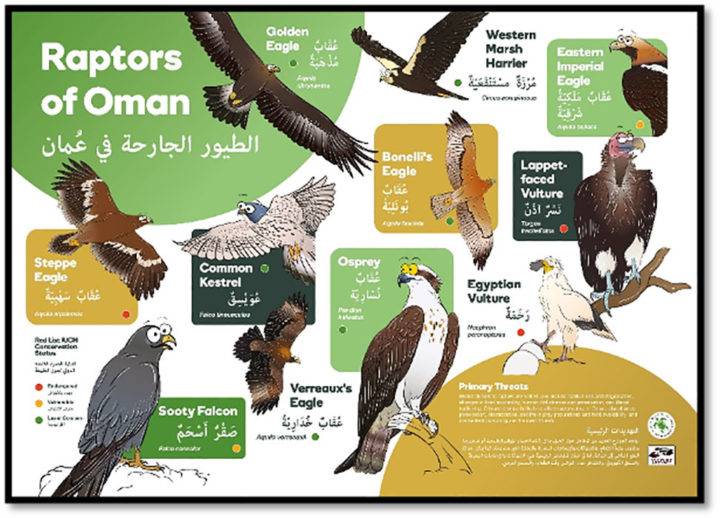 Raptor Conservation in Oman – Ornithological Society Of The Middle East ...