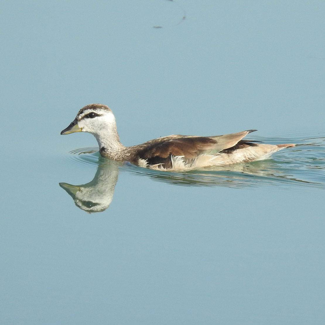 Southwest Iran – a Middle East Birding Paradise – Ornithological ...