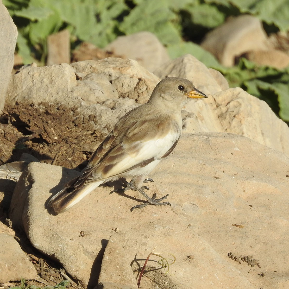 Southwest Iran – a Middle East Birding Paradise – Ornithological ...