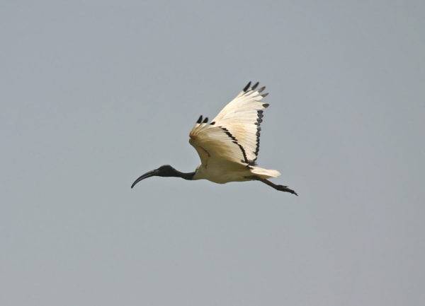 The southern marshes of Iraq – Ornithological Society Of The Middle ...