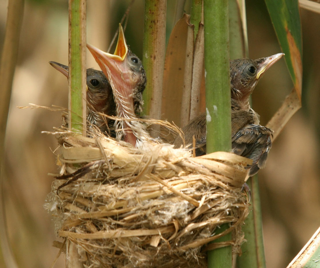The southern marshes of Iraq