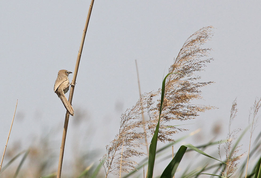 The southern marshes of Iraq