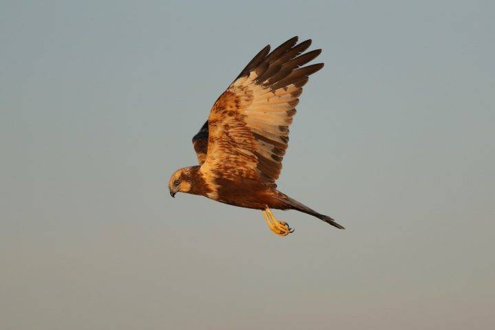 A future for Birds in Lebanon – Ornithological Society Of The Middle ...