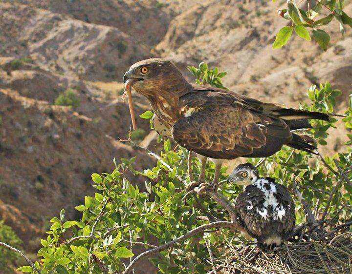 South West Iran – more about this Middle East wildlife paradise ...