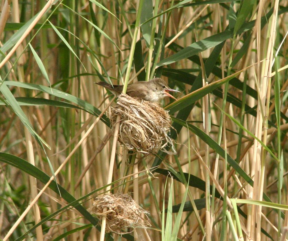 Nature Iraq – 20 years on – Ornithological Society Of The Middle East ...
