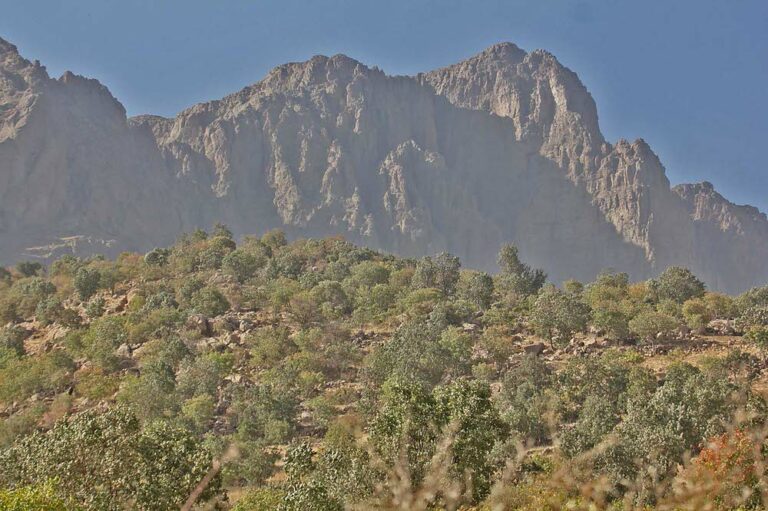 Nature Iraq – 20 years on – Ornithological Society Of The Middle East ...