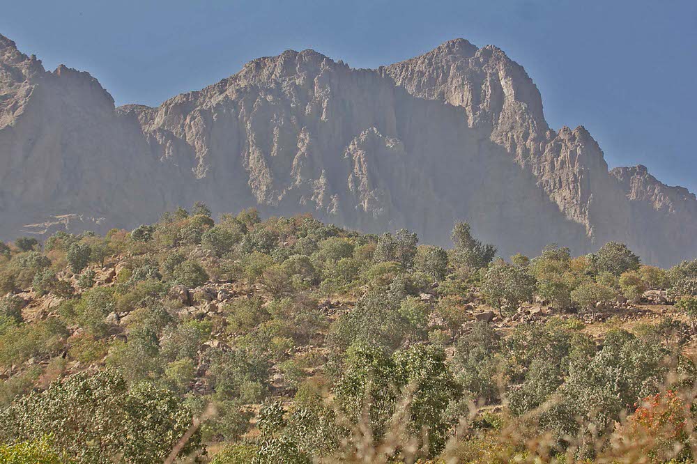 Nature Iraq – 20 years on – Ornithological Society Of The Middle East ...