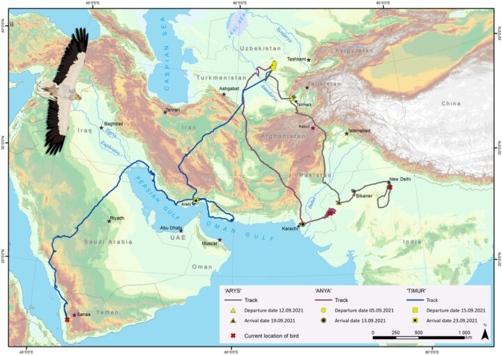 Fig1_EV_MigrationMap – Ornithological Society Of The Middle East The ...