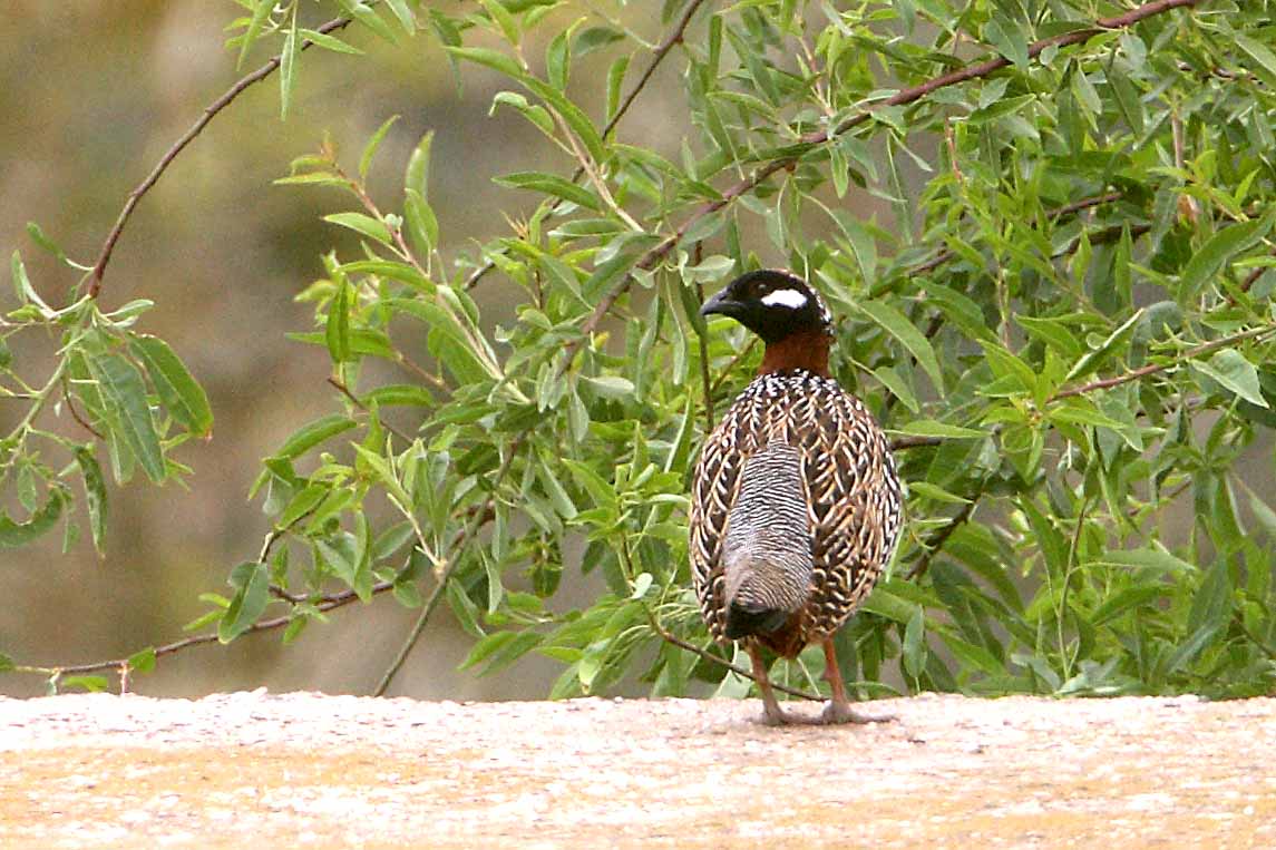 Cyprus Bird Camp 2022 – Ornithological Society Of The Middle East The ...