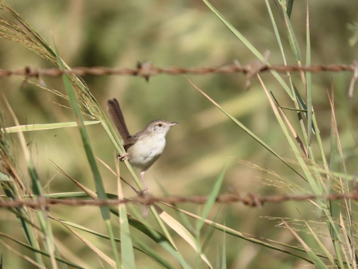 The Prinias of Eastern Arabia: Graceful (P. gracilis) vs Delicate (P. lepida) – a Taxonomic ...