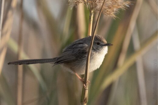 Delicate Prinia-Prinia-lepida-Muhammad-Alhujeli-4-Feb-2023 ...