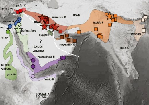 The Prinias of Eastern Arabia: Graceful (P. gracilis) vs Delicate (P ...
