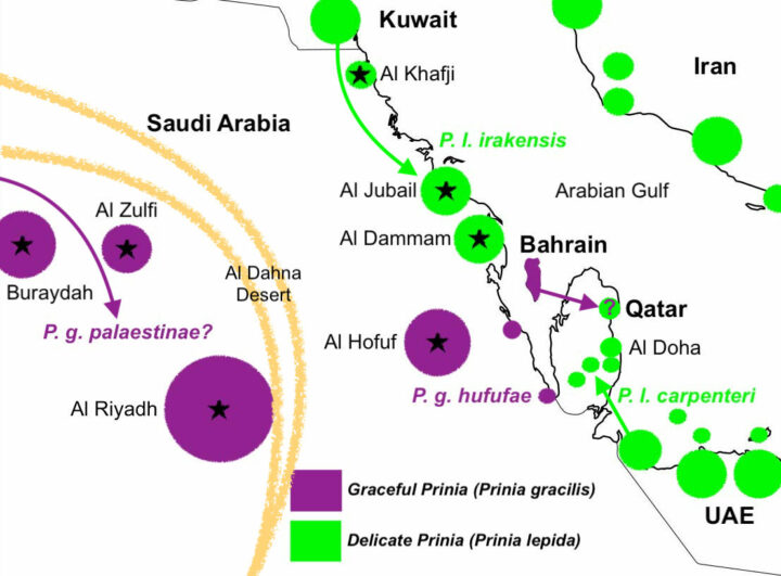 The Prinias of Eastern Arabia: Graceful (P. gracilis) vs Delicate (P ...