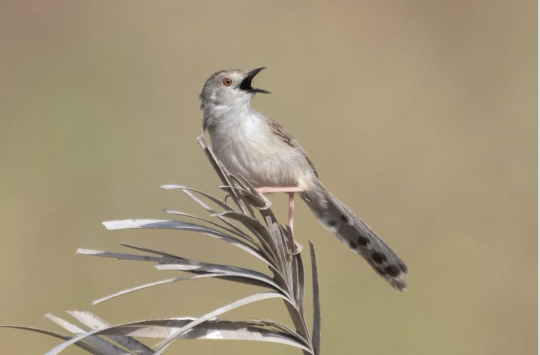 The Prinias of Eastern Arabia: Graceful (P. gracilis) vs Delicate (P. lepida) - a Taxonomic Tangle