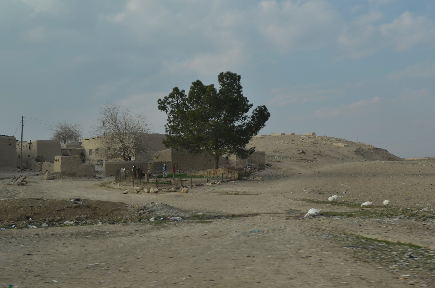 A trip to Syria to meet falcon trappers and traffickers ...