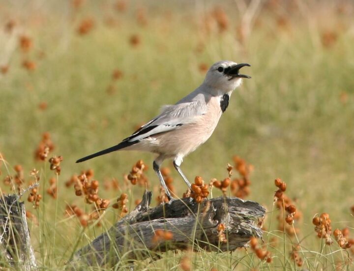 TURKMENISTAN – Ornithological Society Of The Middle East The Caucasus ...