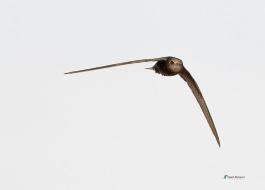 Swift Conservation in Iran: educating the public – Ornithological ...