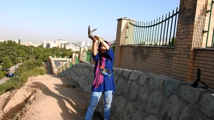 Swift Conservation in Iran: educating the public – Ornithological ...