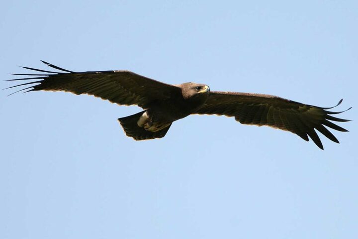 Training on “Raptor Identification and migration count”, Galala, Egypt ...